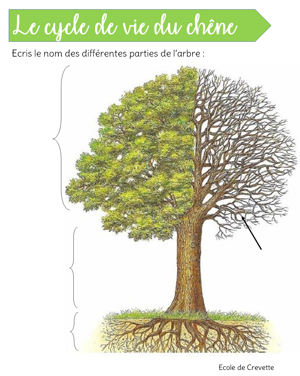 Le petit gland – L ecole de crevette